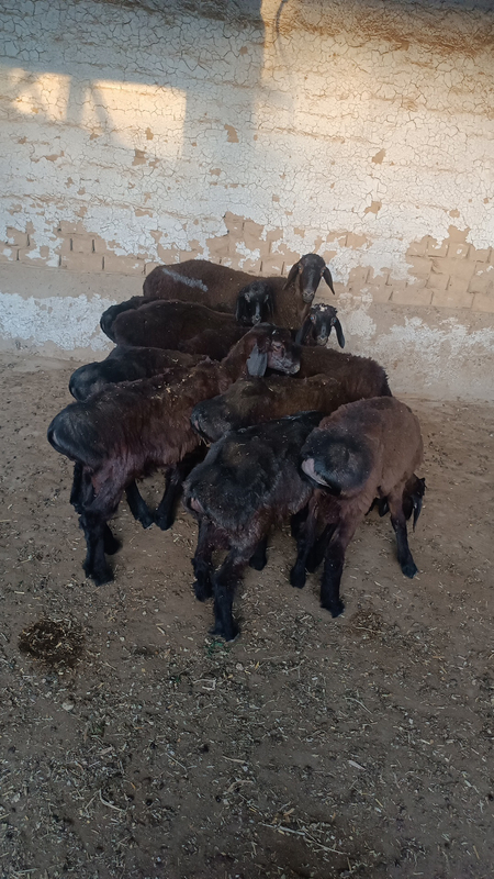Qoylar sotiladi toza hisori