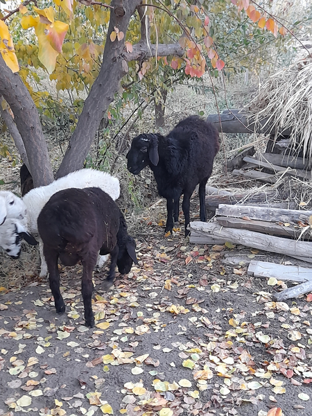 Quchqor barrala sotiladi