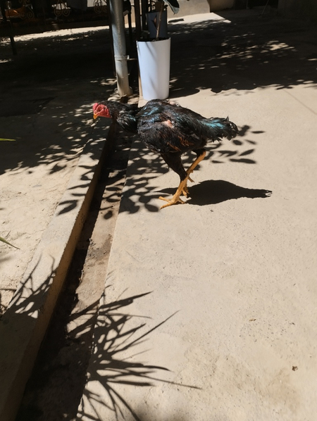 Dakan xoʻroz sotiladi