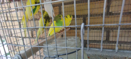 3 dona nar papugay sotiladi