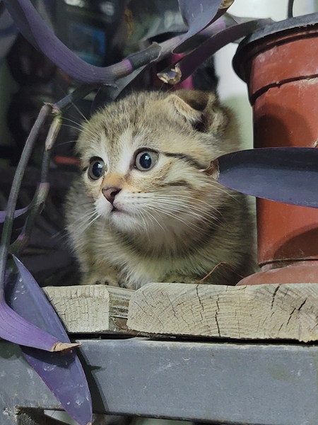 Котята Скоттиш фолд