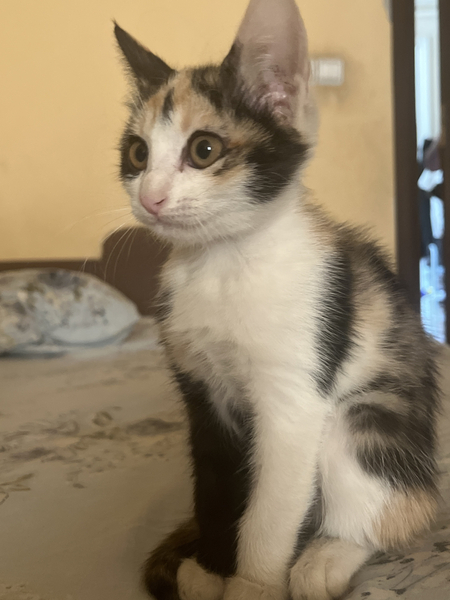 Котята 3 месяца