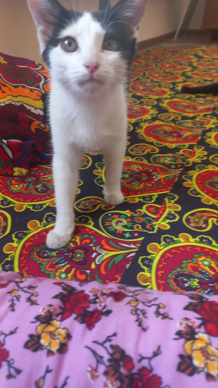 Котенок в добрые руки