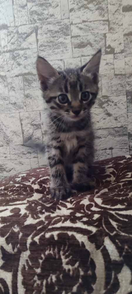 Котята 2 месяца в хорошие руки