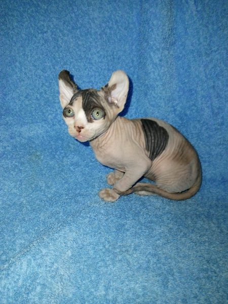 Продаются котята мальчик и девочка