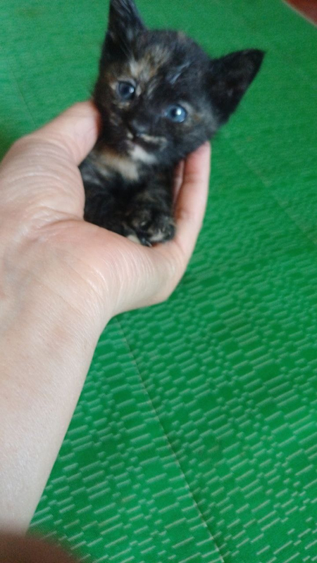 Отдаются самые милые котята. Только в хорошие руки