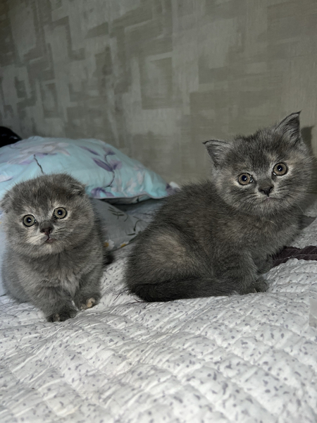 Скоттиш Фолд