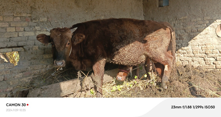 Buqa sotiladi 1 yoshlar 13o kg ziyot vesi bor