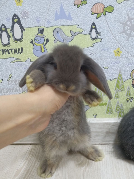Продаются декоративные крольчата