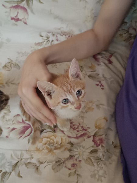 Котенок мальчик, 1,5 месяца