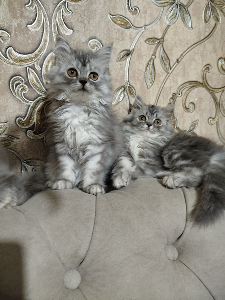 Скоттиш страйт шотландцы