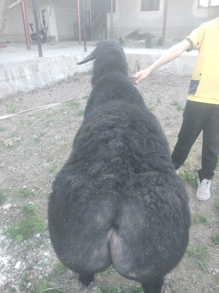 Qŏchqor sotiladi