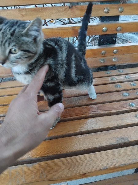 Сотилади мушик боласи