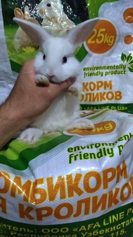 Mini Dekoratavniy quyoncha sotiladi. Кролик мини декоративный