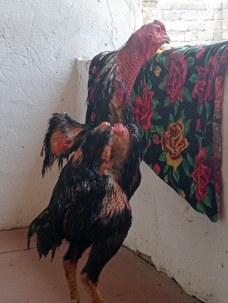 Dakan xuroz sotildi yoshi 2 yosh toza zot qiziqanlar tel qilsin