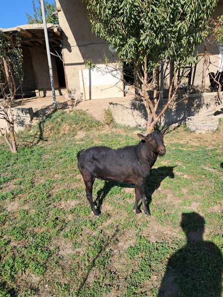 Asl zotli zanen echki va sarka sotiladi