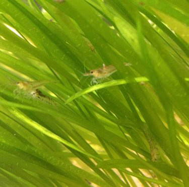 Akvarium krivetkalari