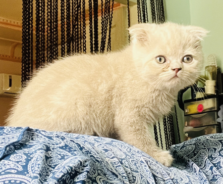 Котенок девочка