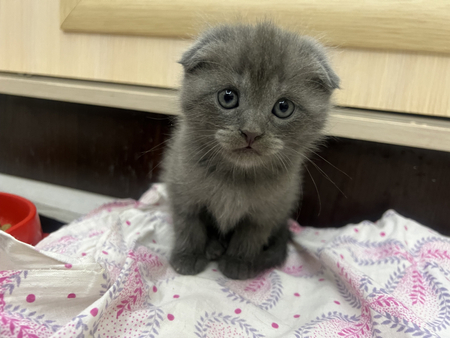 Продаю котят