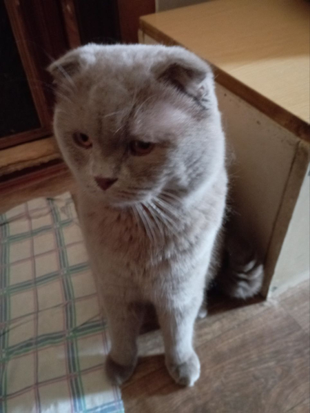 Шотландский скотиш фолд кот на вязку
