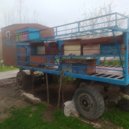 Asal ari tilichkasi sotiladi