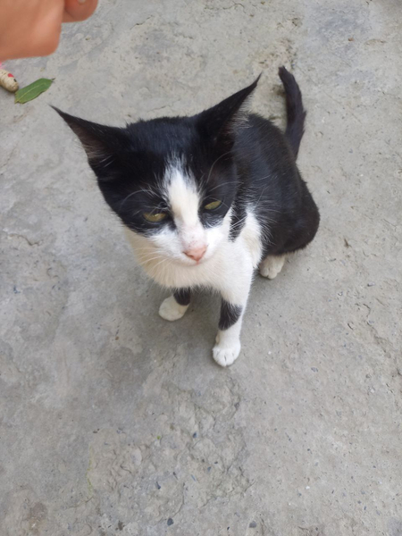 Кошка, домашняя черно-белая