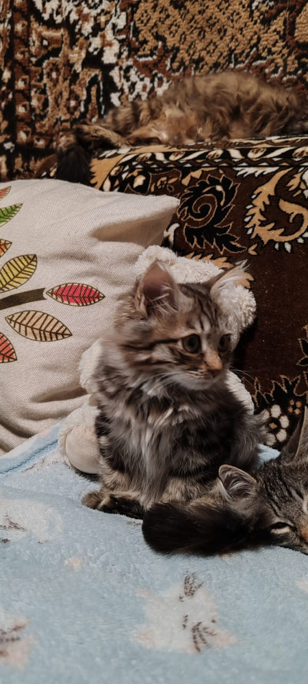 Отдам котят в добрые руки