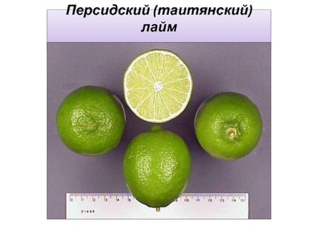 Лайм кучатлари оптом