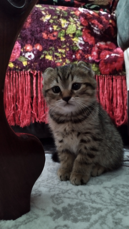 Котята Скотиш фолд и страйт