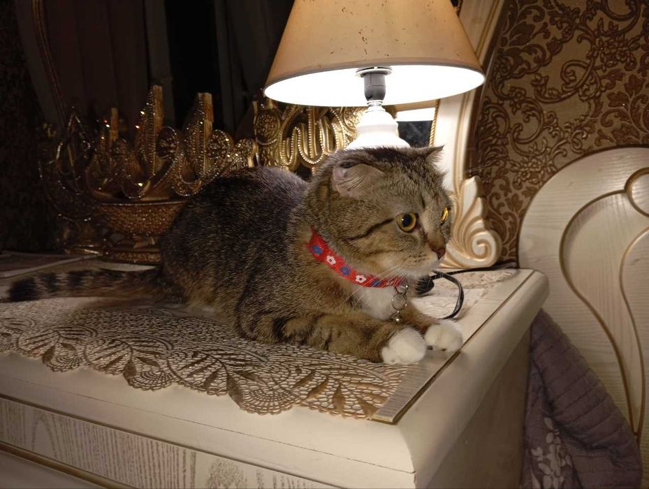 Скоттиш фолд девочка