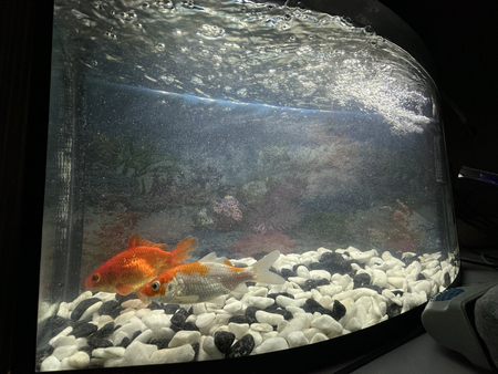 aquarium,akvarium,аквариюм 60l