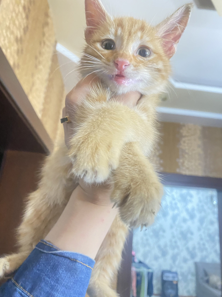 Котенок кошка
