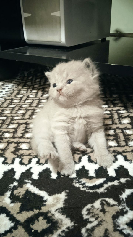 скотиш фолд ва страйт