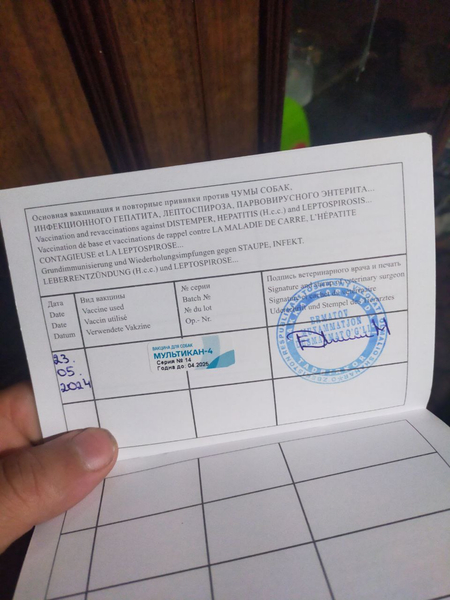 Продаётся девочка американский стафф