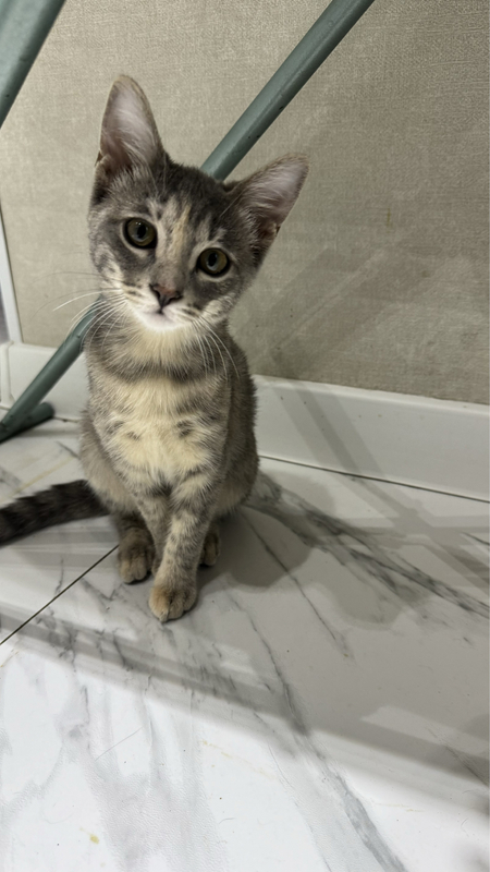 Котята 1,5 мес