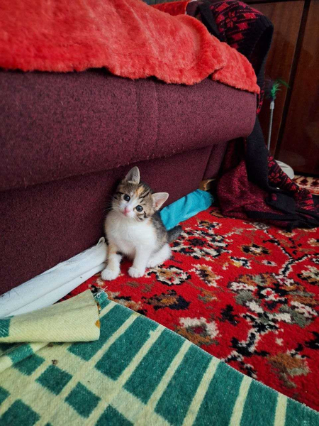 Пристраиваются котята домашние