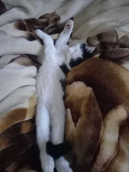 Добрый и ласковый кот