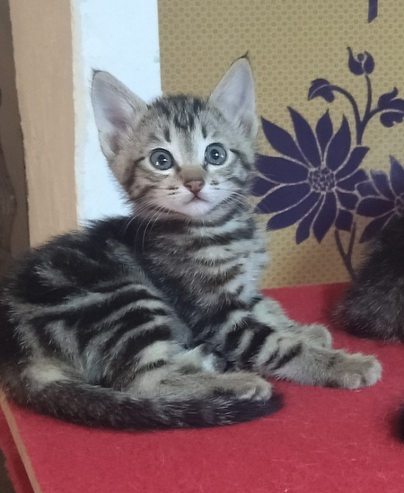 Азиатские тaбби котята продаются