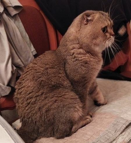 Вязка кота  Шиншилла