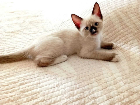 Продам домашнего котенка