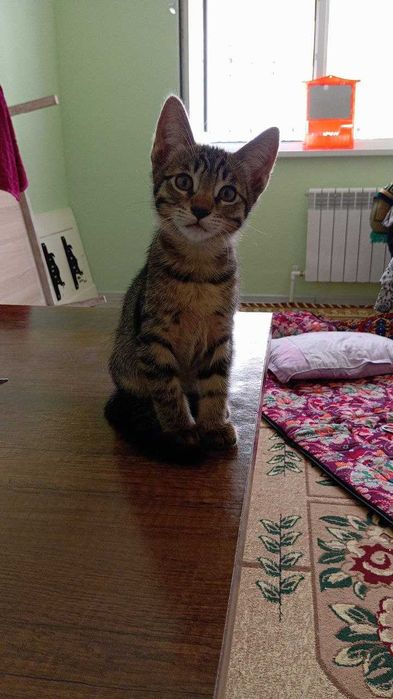 Отдам даром котят