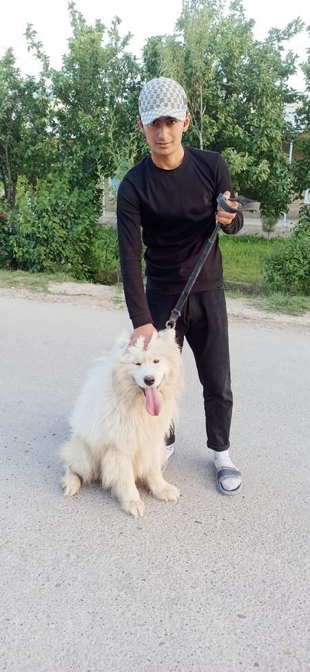 Samoyed itlari..