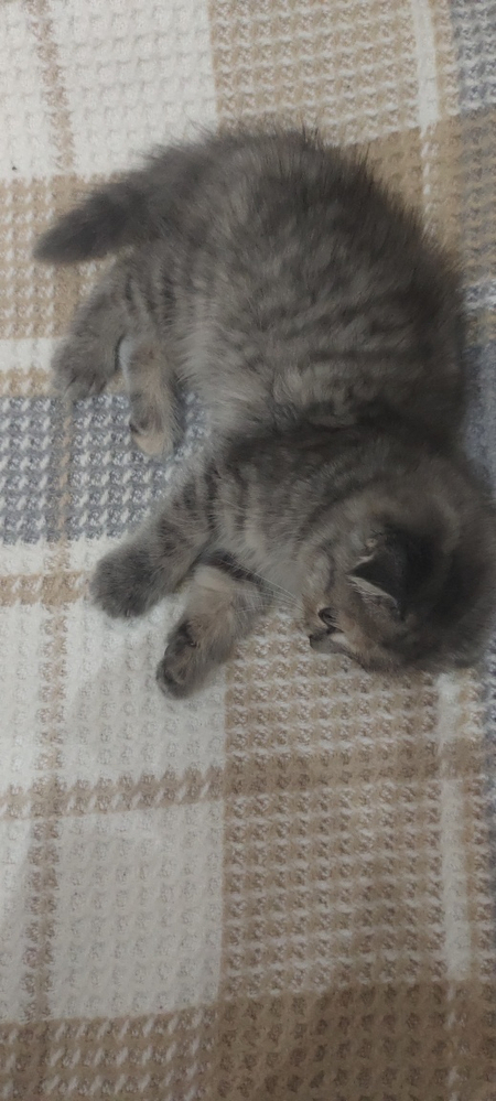 Скоттиш фолд котенок/skottish fold mushukcha