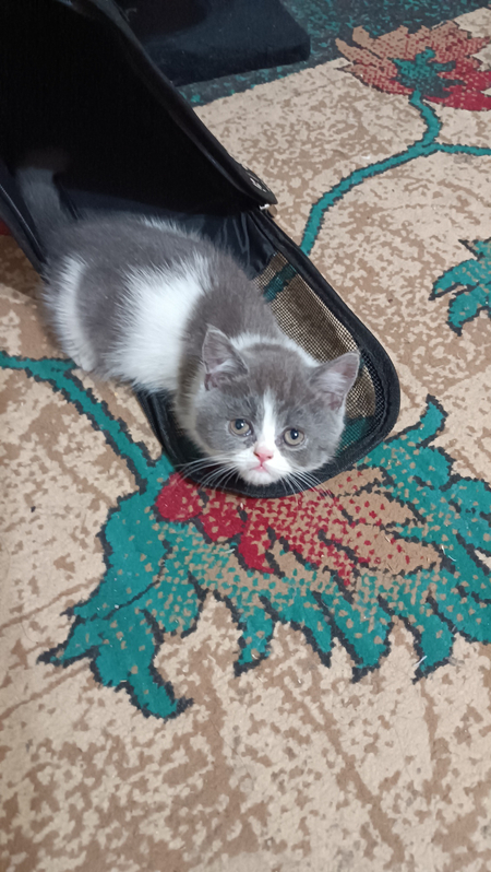 Срочно продам котёнка.