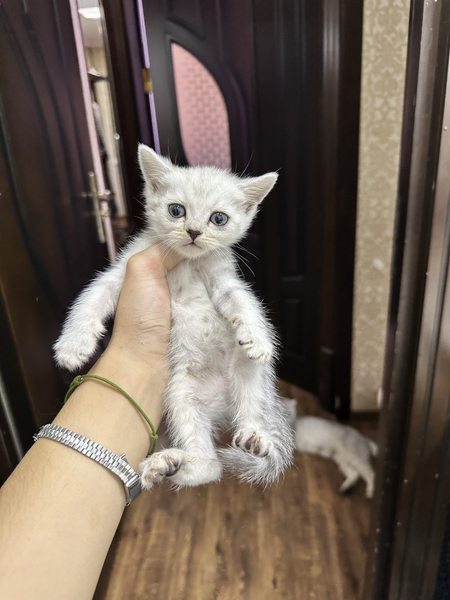 Продаются Очаровательные скоттиш и фолд страйт котята