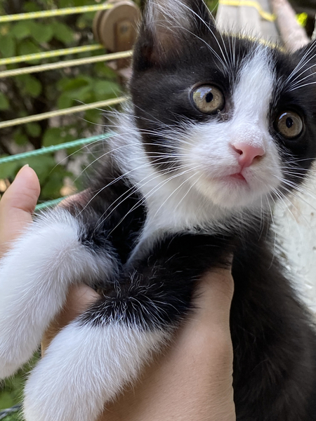 Котенок, 2 месяца черно белый, очень красивый, умный