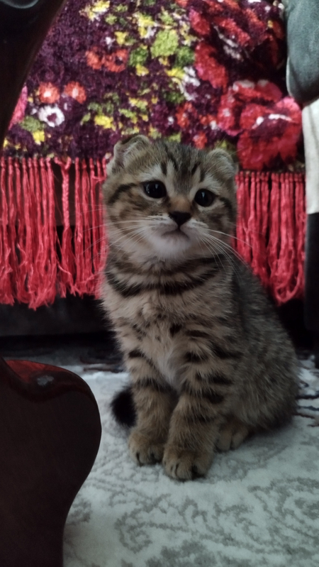 Котята Скотиш фолд и страйт