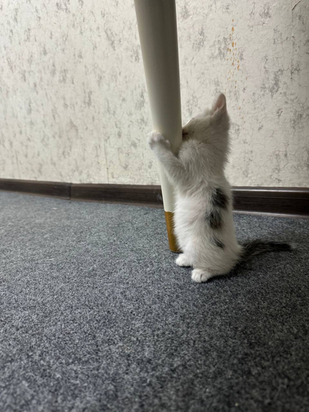 Котята в хорошие руки