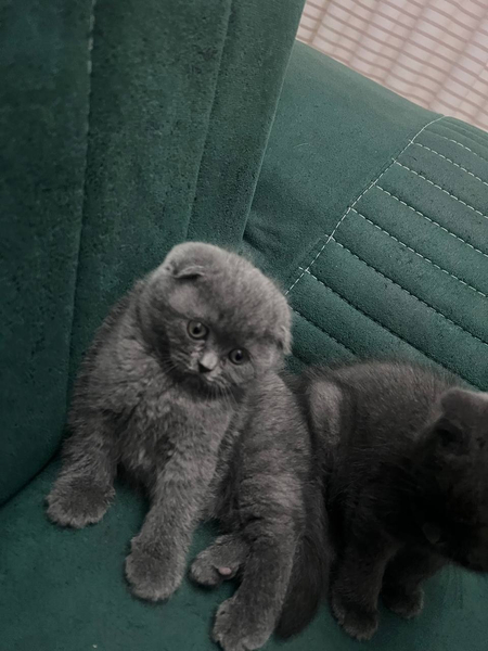 Британиский фолд