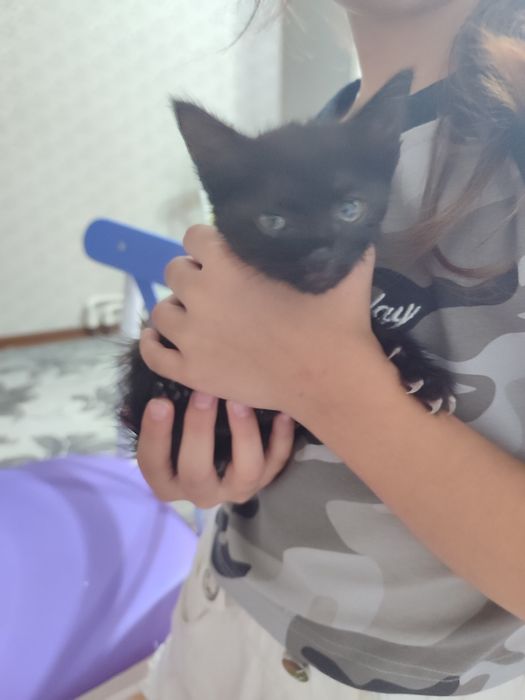 Отдаю котенка в добрые руки. Ребенок на улице нашел